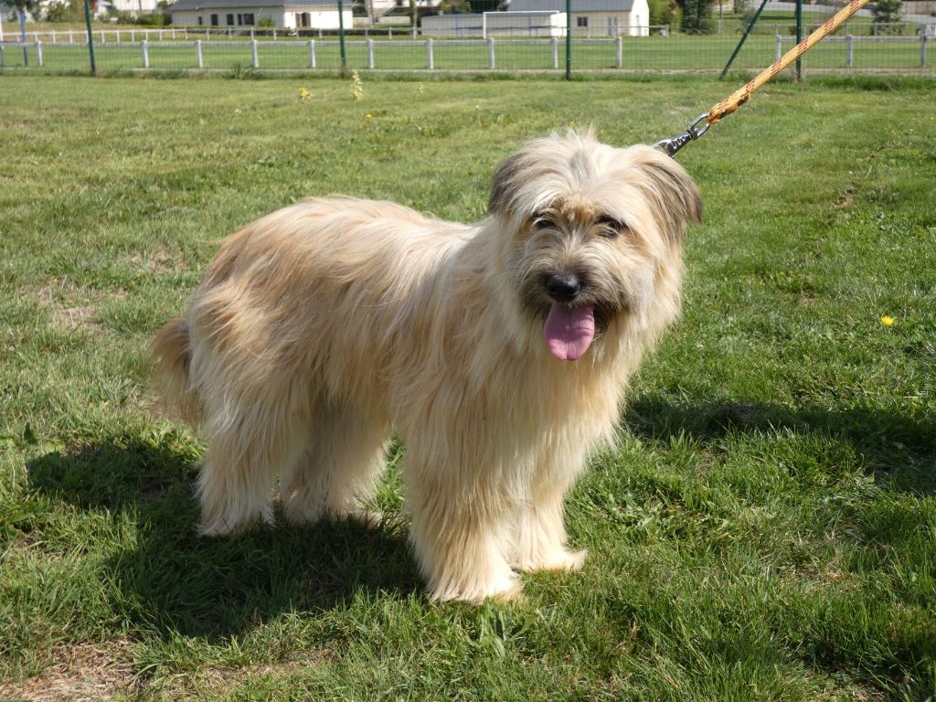 Accueil - Elevage Du Rocher De Garla - eleveur de chiens Berger des ...